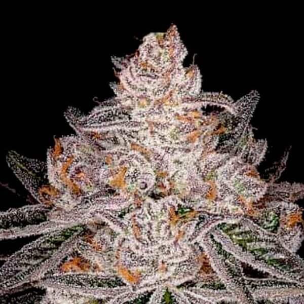 blue dream seeds Archives | Gelato Seeds